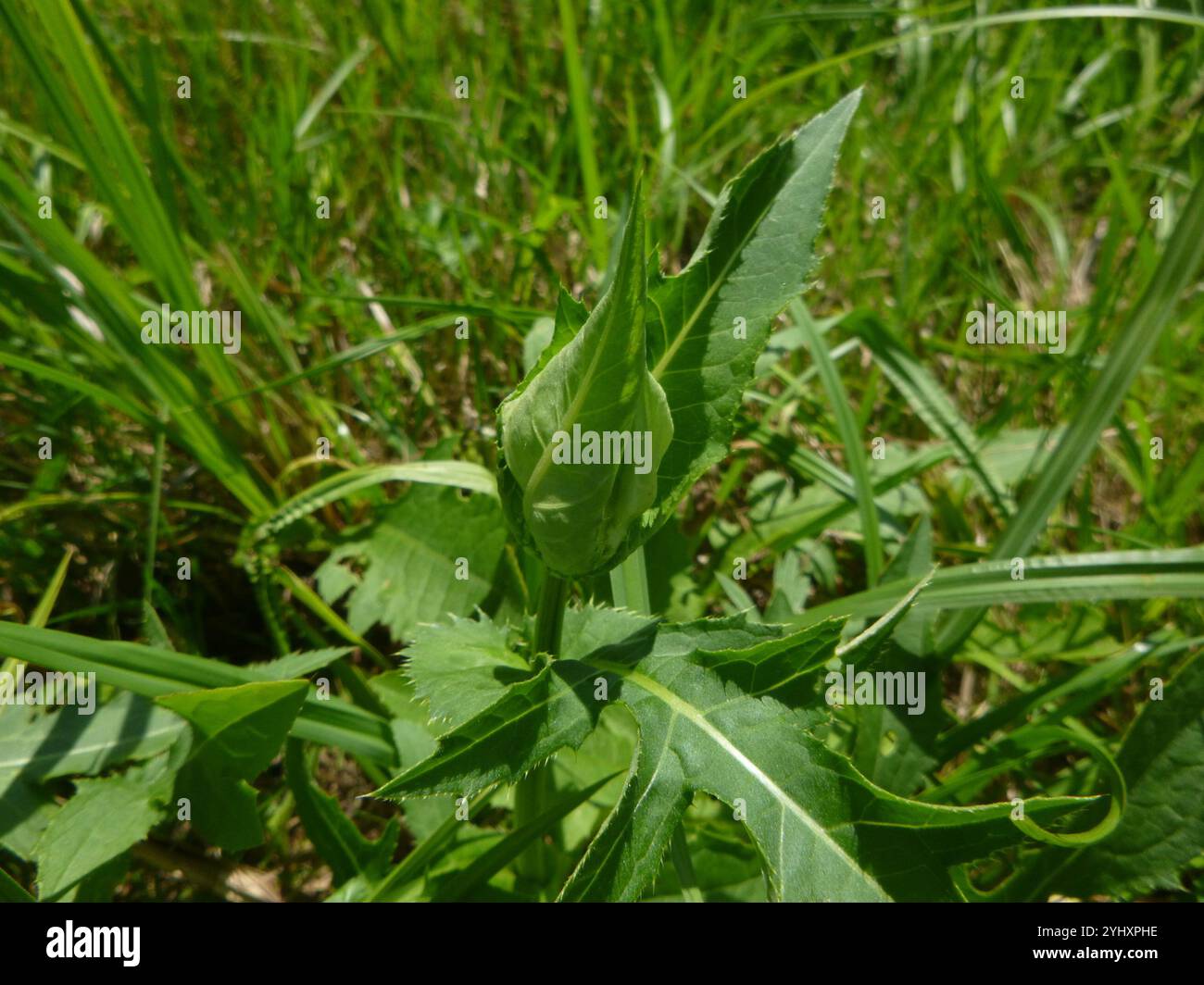 Cabbage Thistle (Cirsium oleraceum Stock Photo - Alamy