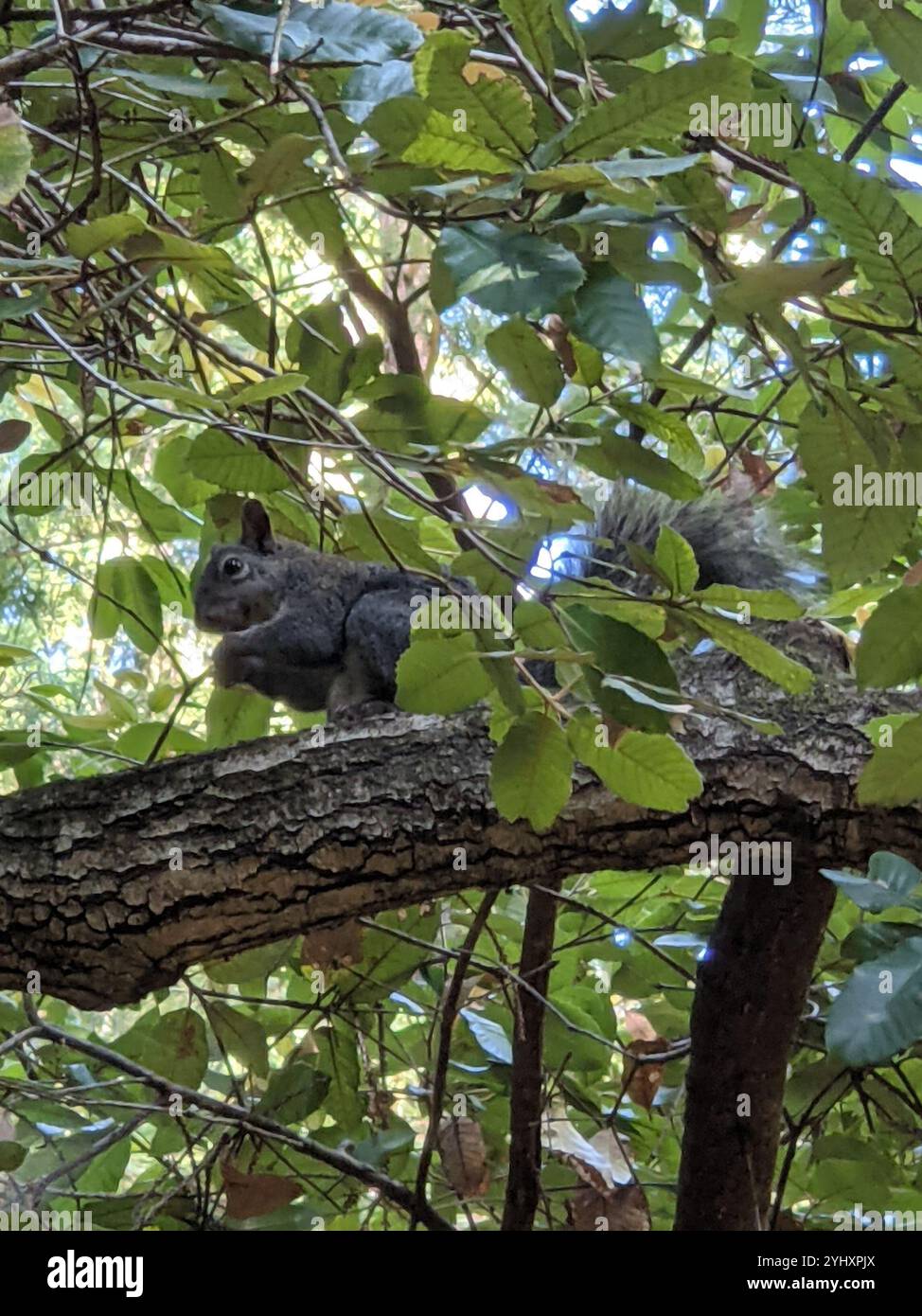 Western Gray Squirrel (Sciurus griseus Stock Photo - Alamy