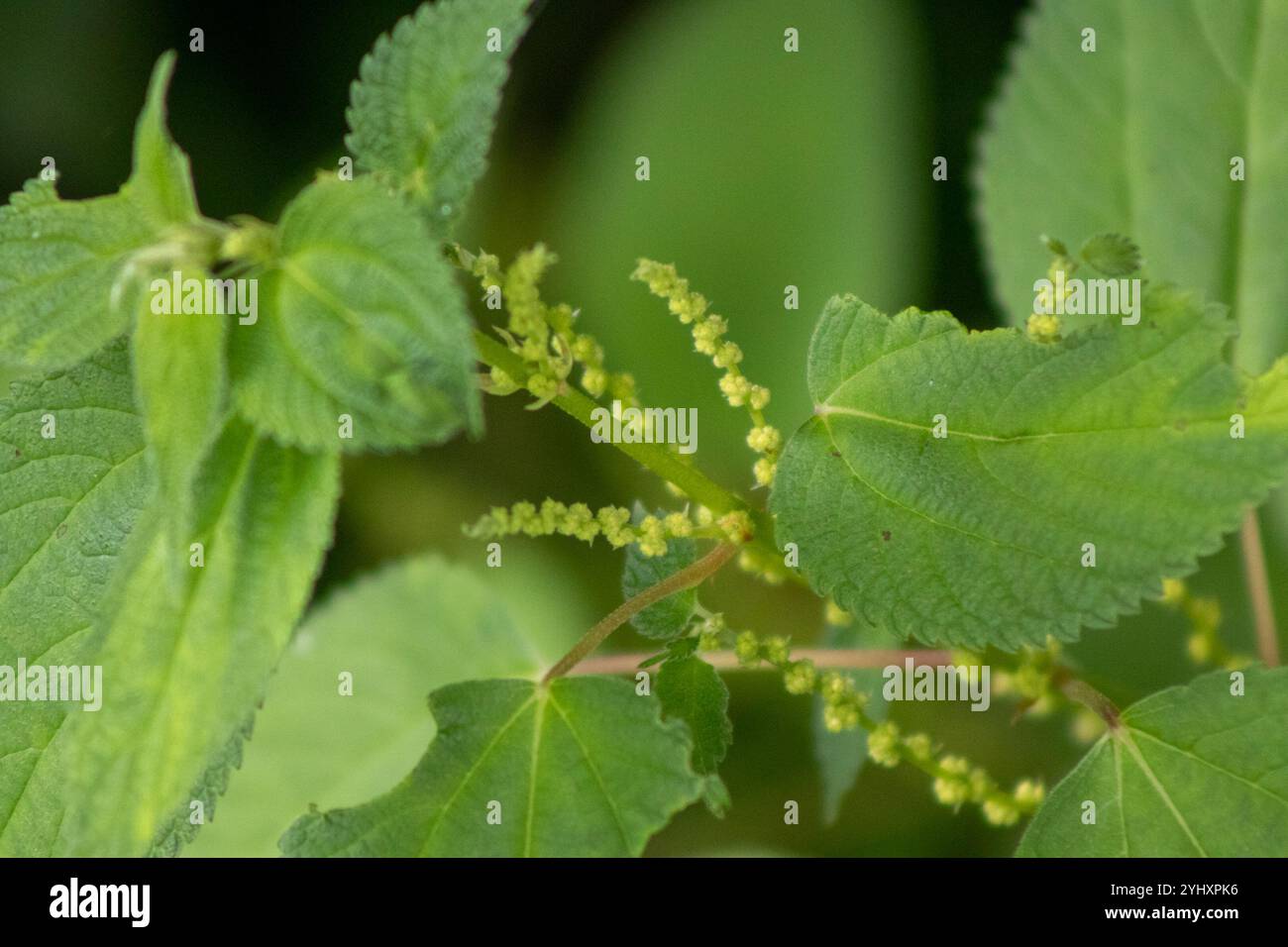 false nettle (Boehmeria cylindrica Stock Photo - Alamy