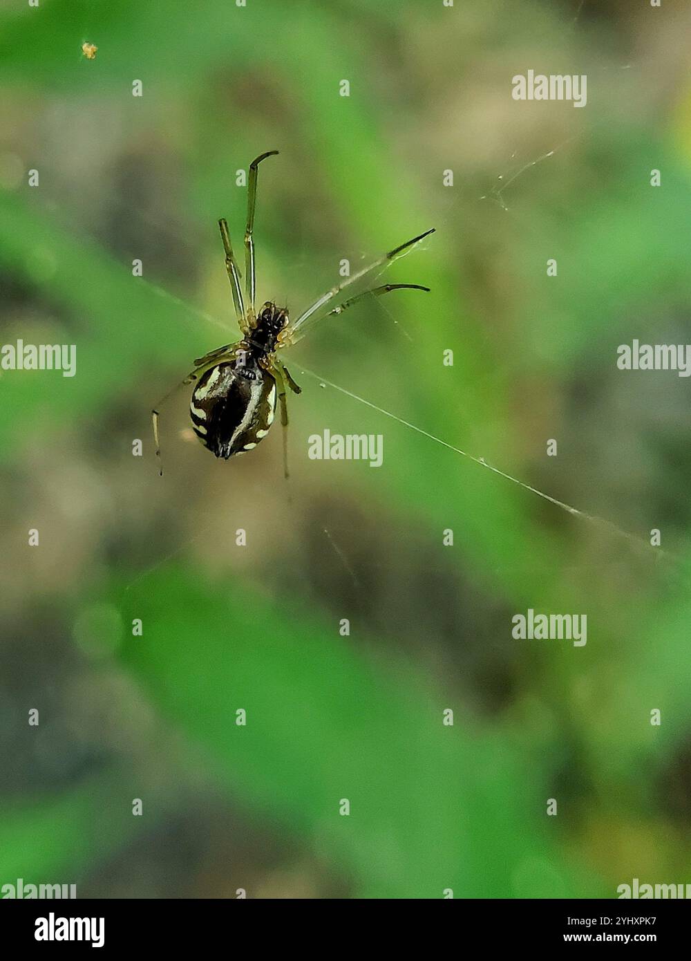 Bowl-and-doily Spider (Frontinella pyramitela Stock Photo - Alamy