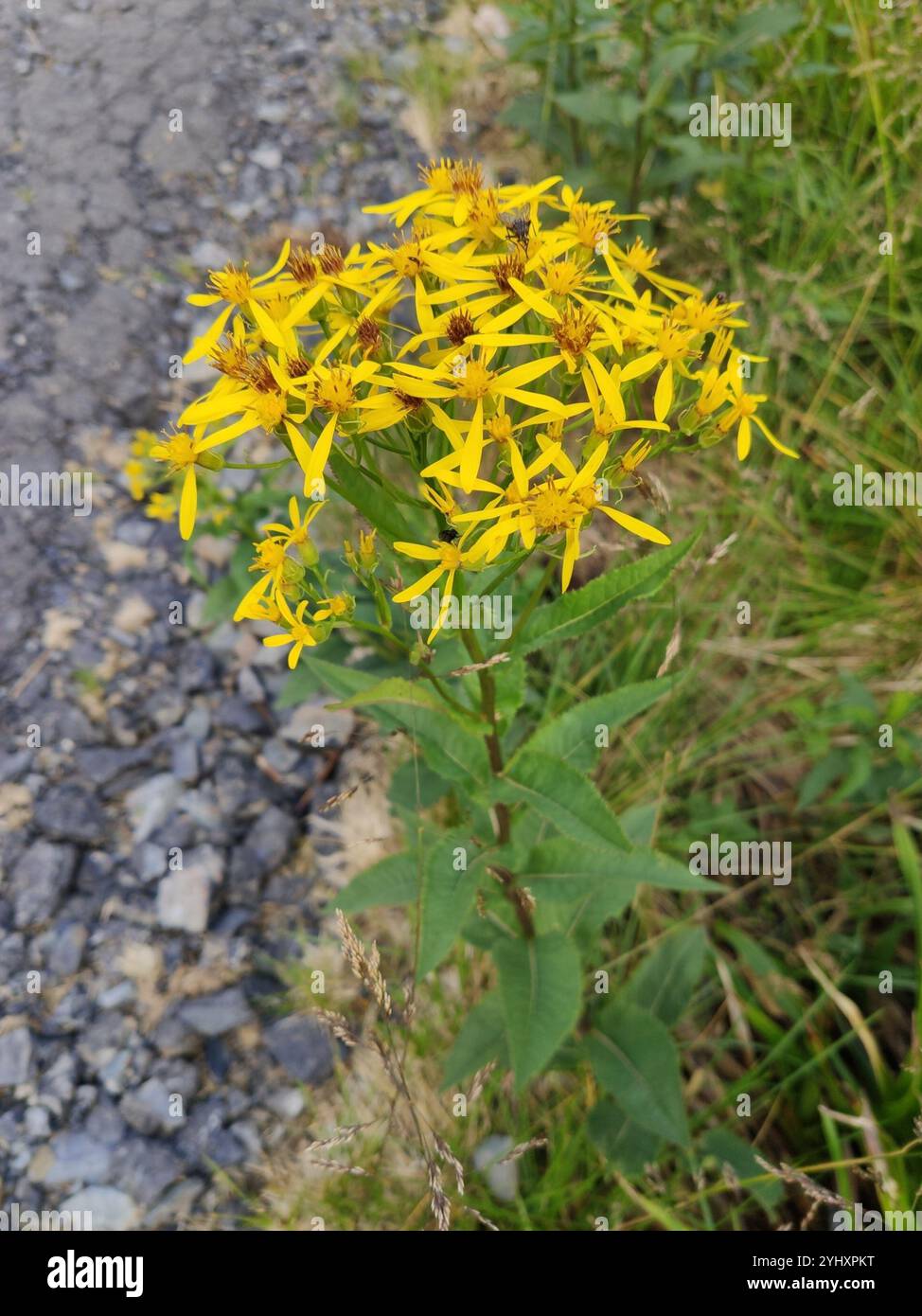 Alpine Ragwort Complex (Senecio nemorensis Stock Photo - Alamy
