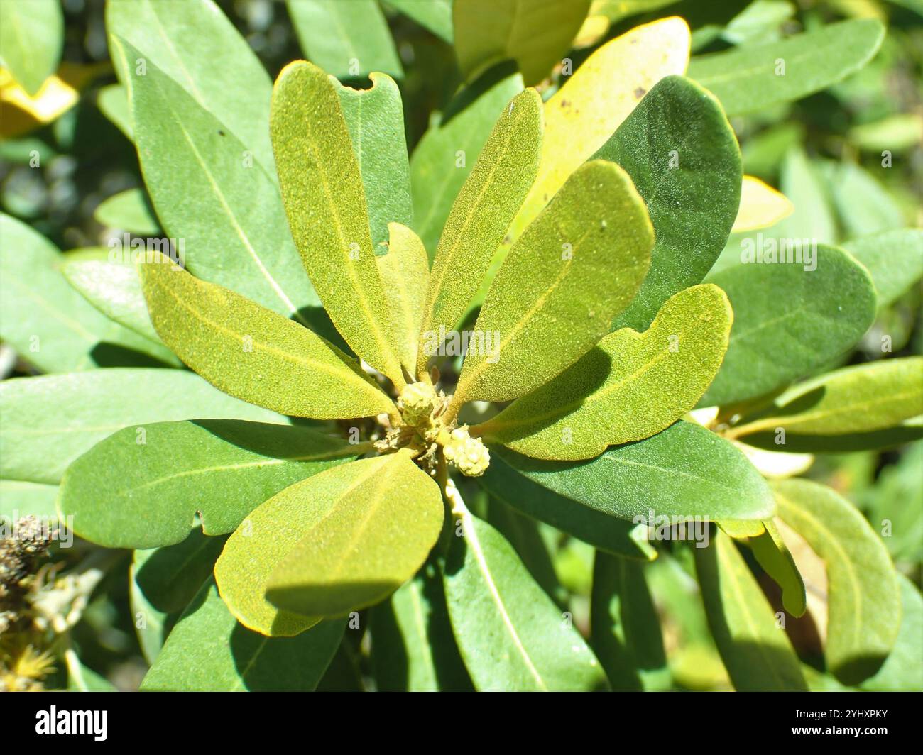 Chinquapin bush hi-res stock photography and images - Alamy