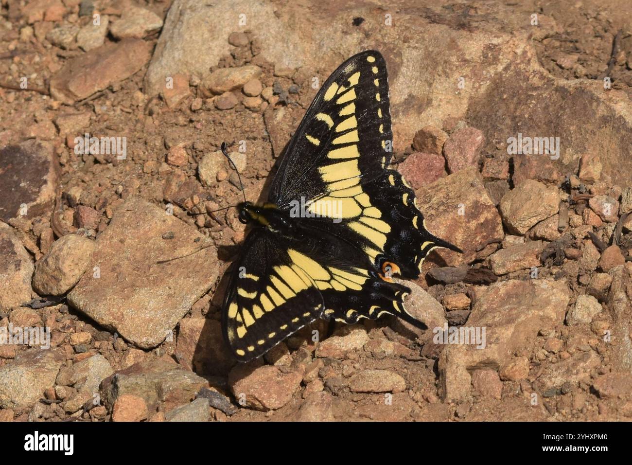 Anise Swallowtail (Papilio zelicaon Stock Photo - Alamy