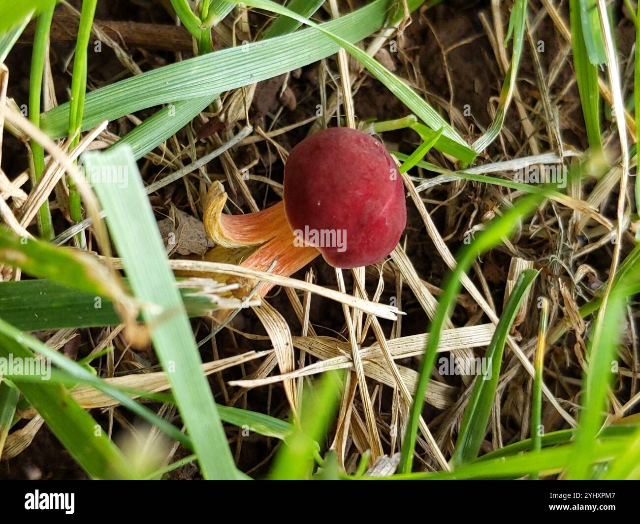 Ruby Bolete (Hortiboletus rubellus Stock Photo - Alamy