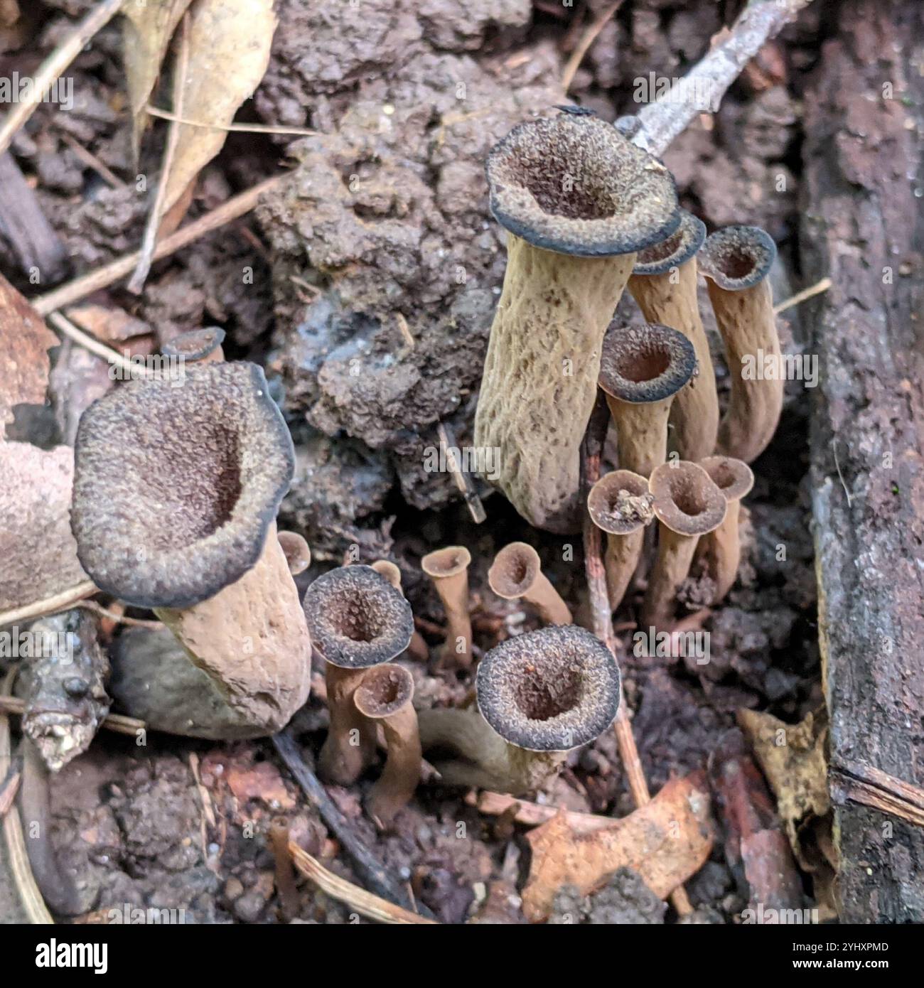 Eastern Black Trumpet (Craterellus fallax Stock Photo - Alamy