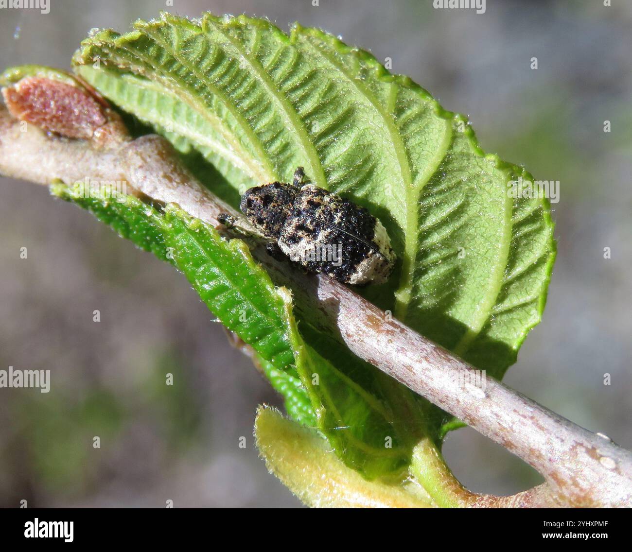 Poplar-and-Willow Borer (Cryptorhynchus lapathi Stock Photo - Alamy