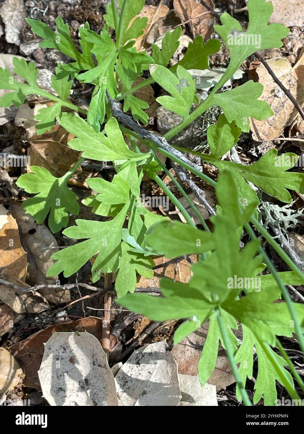 fire poppy (Papaver californicum Stock Photo - Alamy