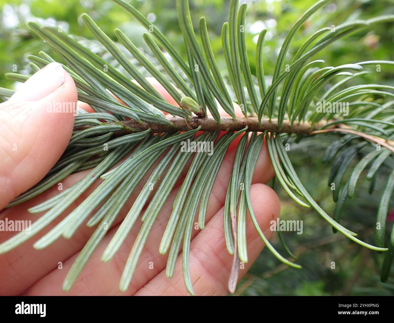 grand fir (Abies grandis Stock Photo - Alamy
