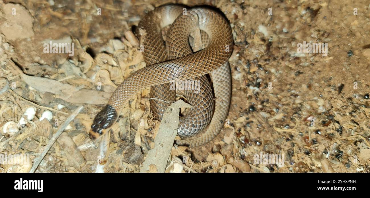 Spectacled Hooded Snake (Suta spectabilis Stock Photo - Alamy