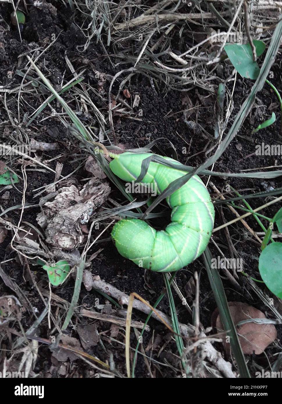 Rustic Sphinx (Manduca rustica Stock Photo - Alamy