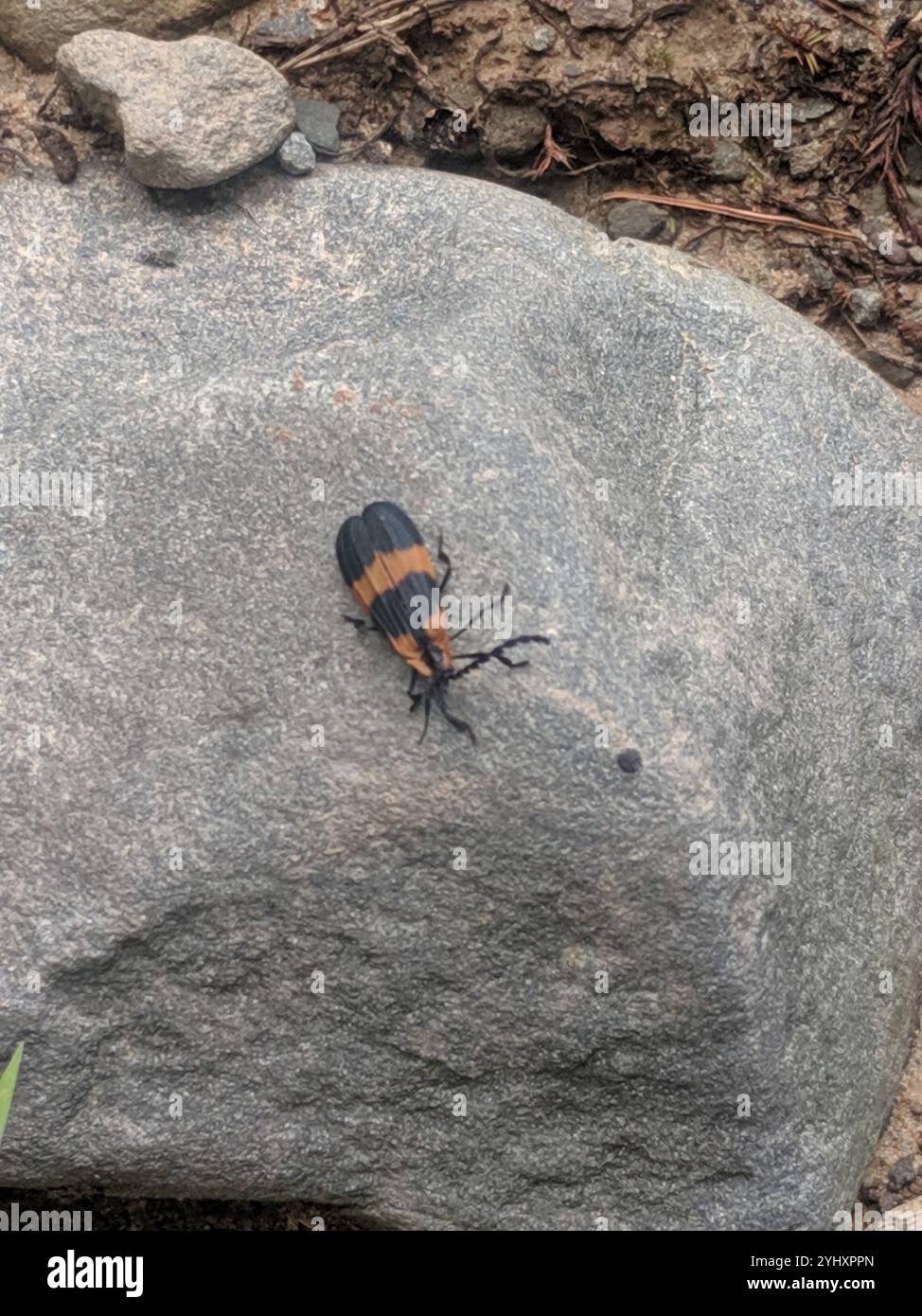 Reticulated net winged beetle hi-res stock photography and images - Alamy