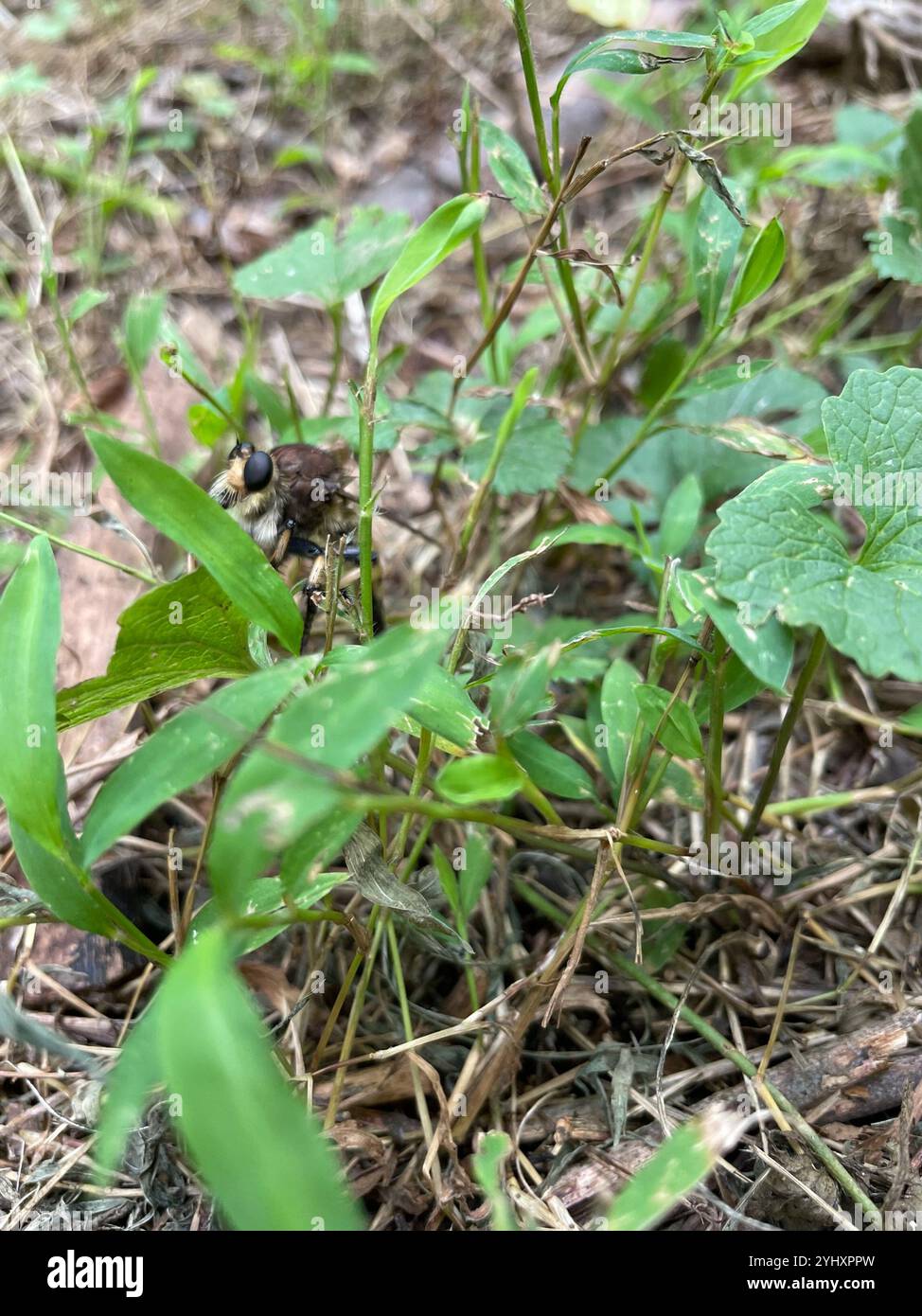 Red-footed Cannibal Fly (Promachus rufipes Stock Photo - Alamy
