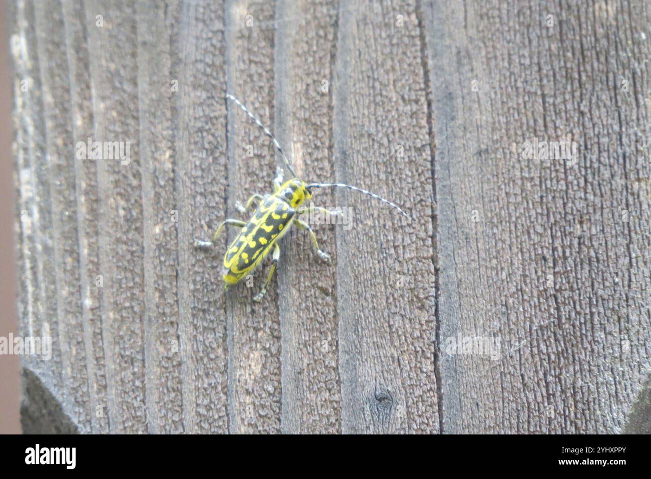 Saperda scalaris longhorn beetle hi-res stock photography and images ...