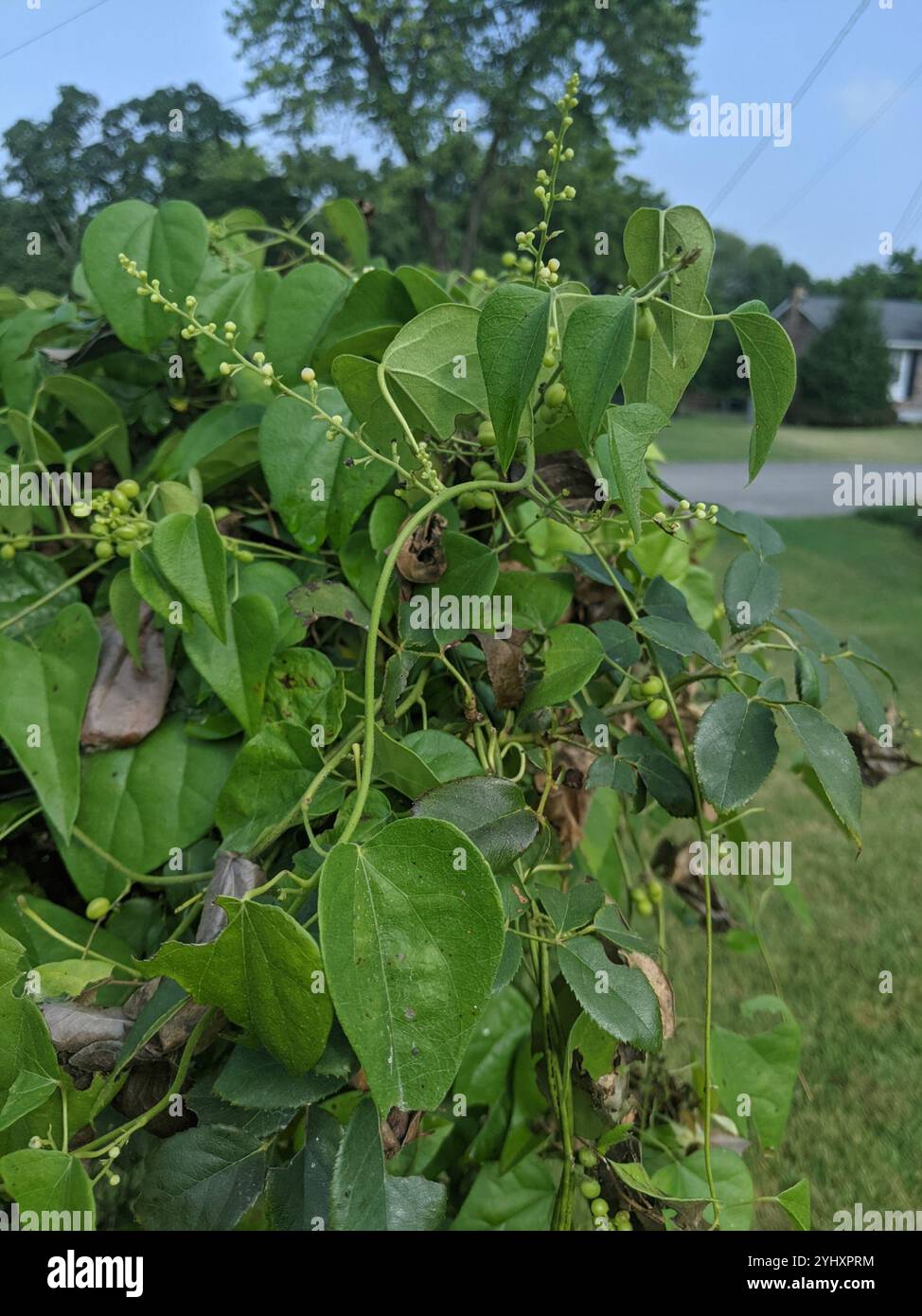 Carolina snailseed (Nephroia carolina Stock Photo - Alamy