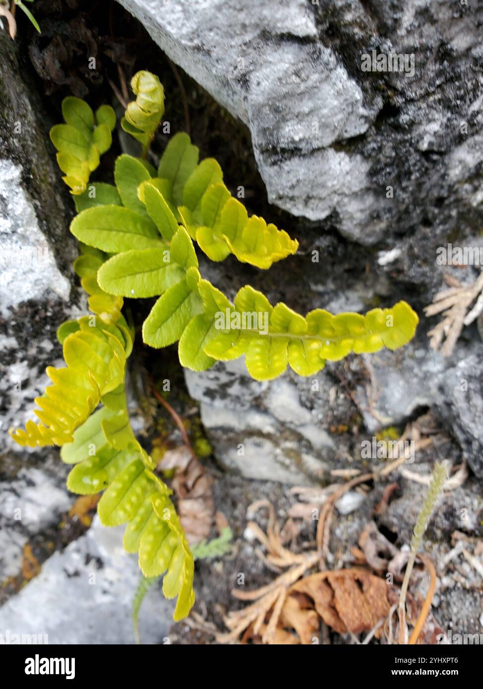 irregular polypody (Polypodium amorphum Stock Photo - Alamy