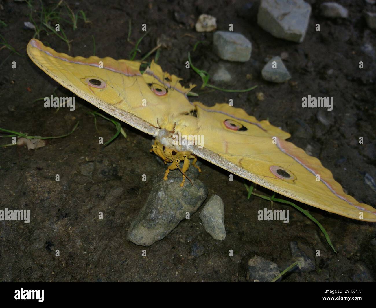 Japanese Silk Moth (Antheraea yamamai Stock Photo - Alamy