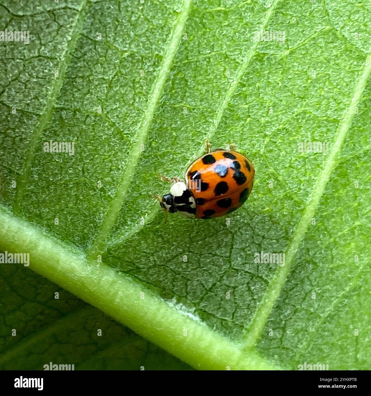 Asian Lady Beetle (Harmonia axyridis Stock Photo - Alamy