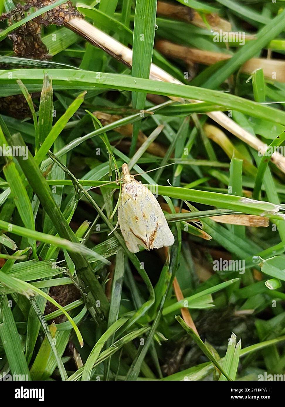 Common yellow conch hi-res stock photography and images - Alamy