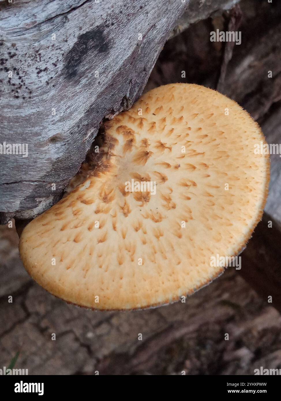 hexagonal-pored polypore (Neofavolus alveolaris Stock Photo - Alamy
