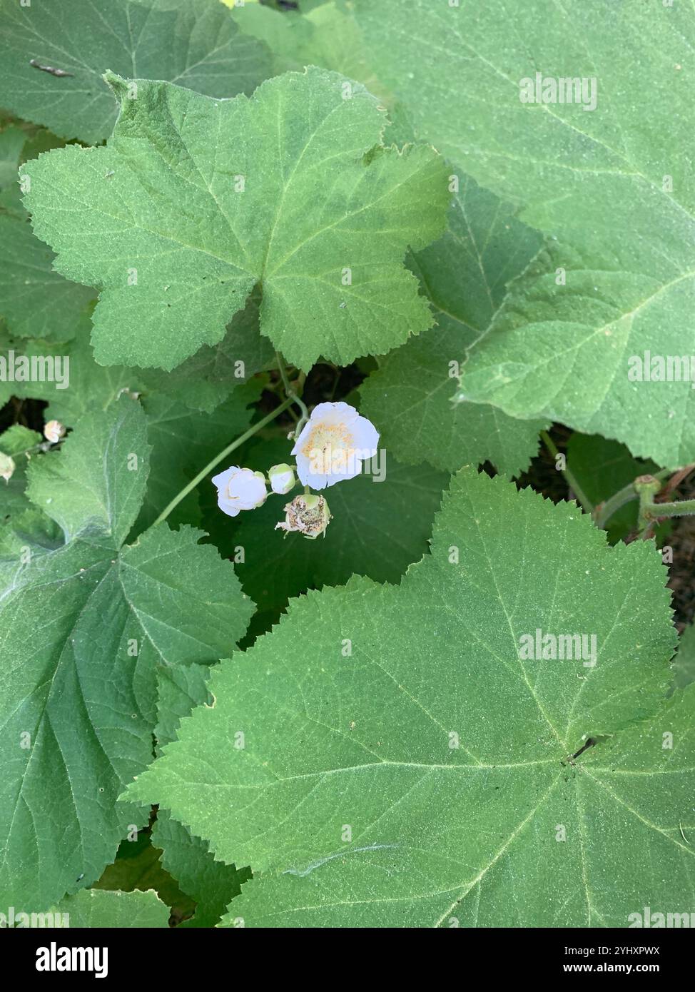 thimbleberry (Rubus parviflorus Stock Photo - Alamy