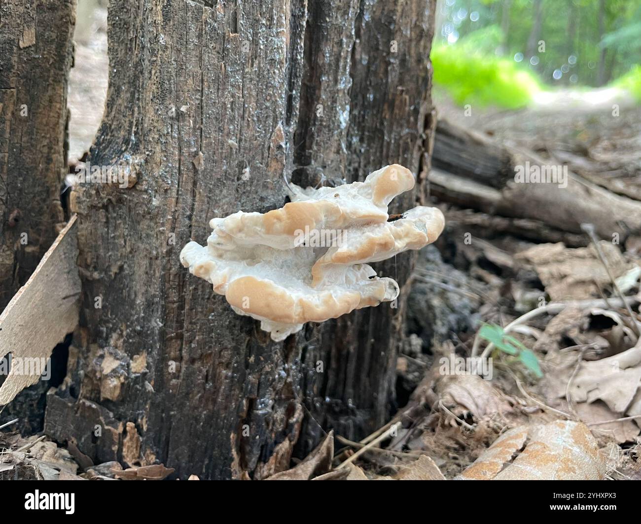 green cheese polypore (Fomitopsis spraguei Stock Photo - Alamy