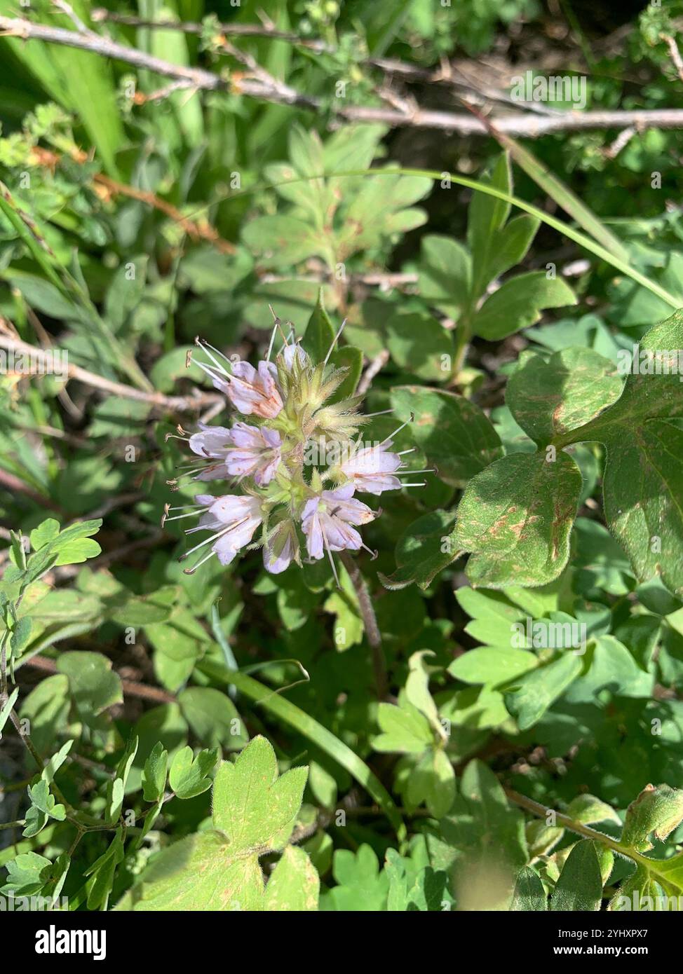 Hydrophyllum occidentale hi-res stock photography and images - Alamy