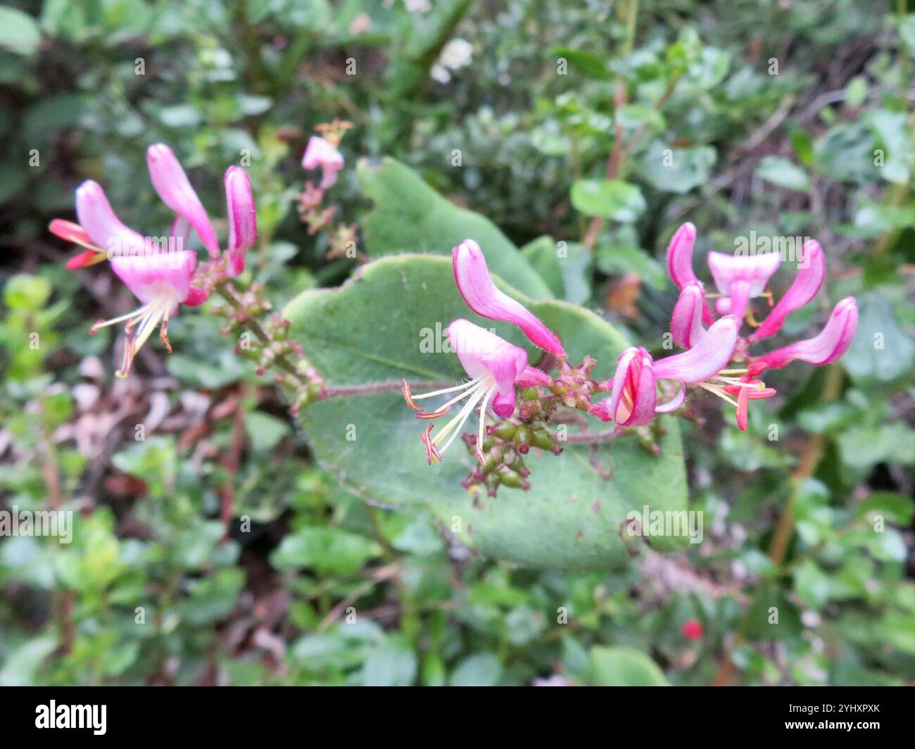 Pink Honeysuckle (Lonicera hispidula Stock Photo - Alamy