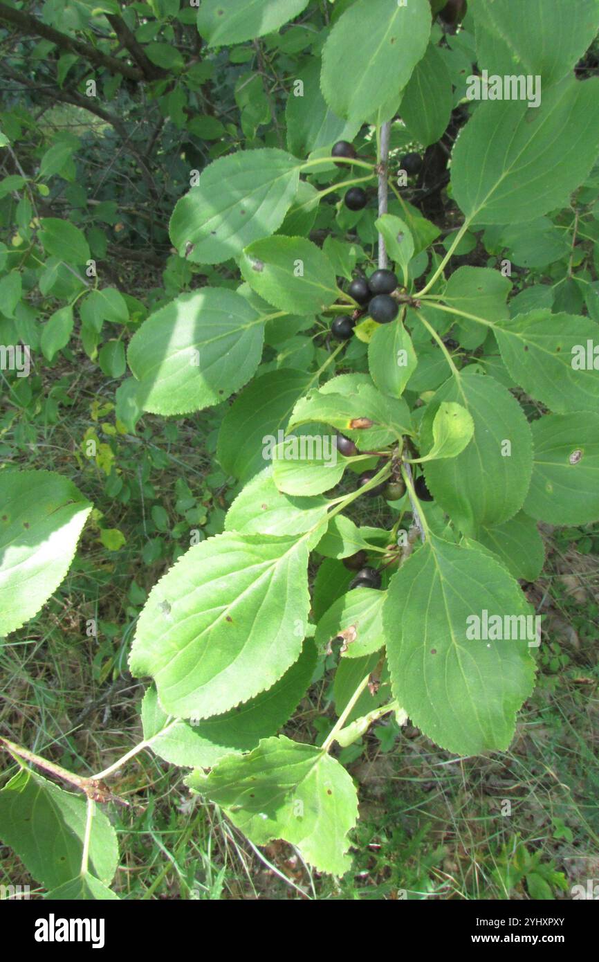 common buckthorn (Rhamnus cathartica Stock Photo - Alamy