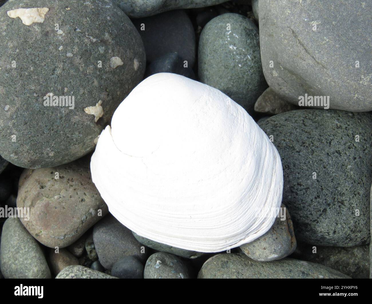 Butter Clam (Saxidomus gigantea Stock Photo - Alamy