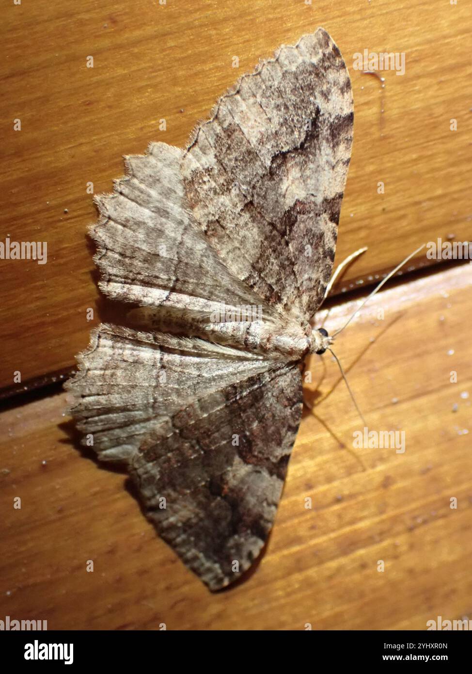 Tissue Moth (Triphosa haesitata Stock Photo - Alamy
