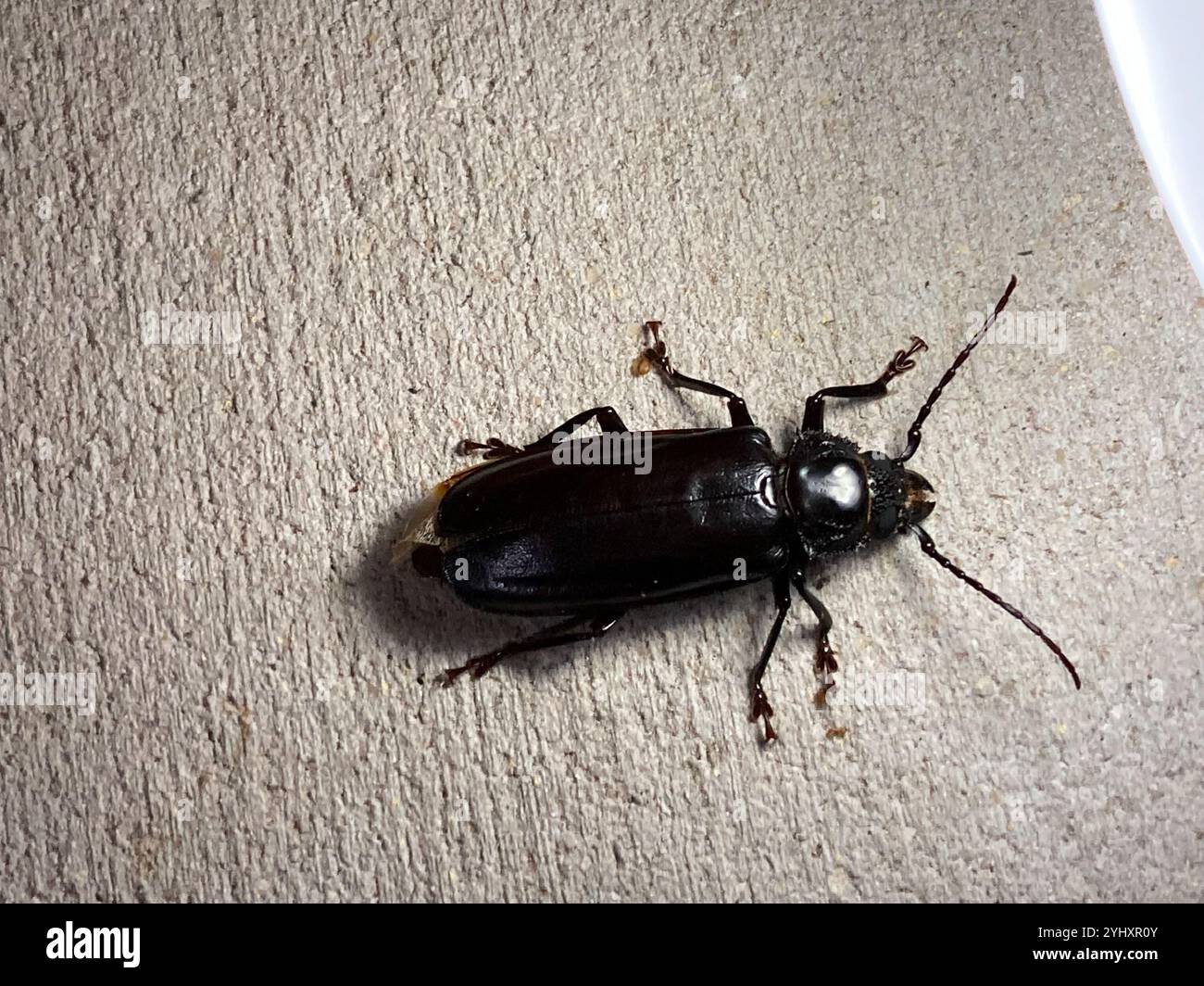 Hardwood Stump Borer (Mallodon dasystomus Stock Photo - Alamy