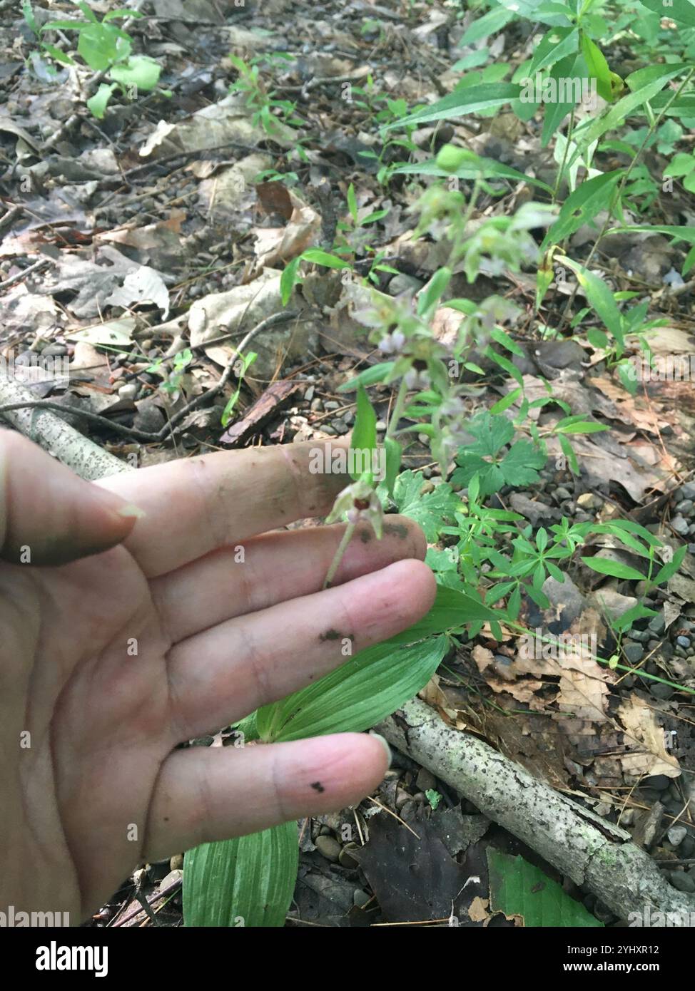 Broad-leaved helleborine (Epipactis helleborine Stock Photo - Alamy