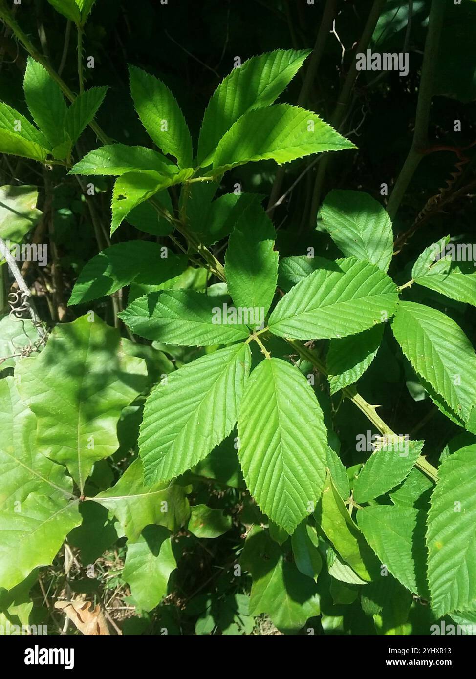 Pensilvanicus hi-res stock photography and images - Alamy