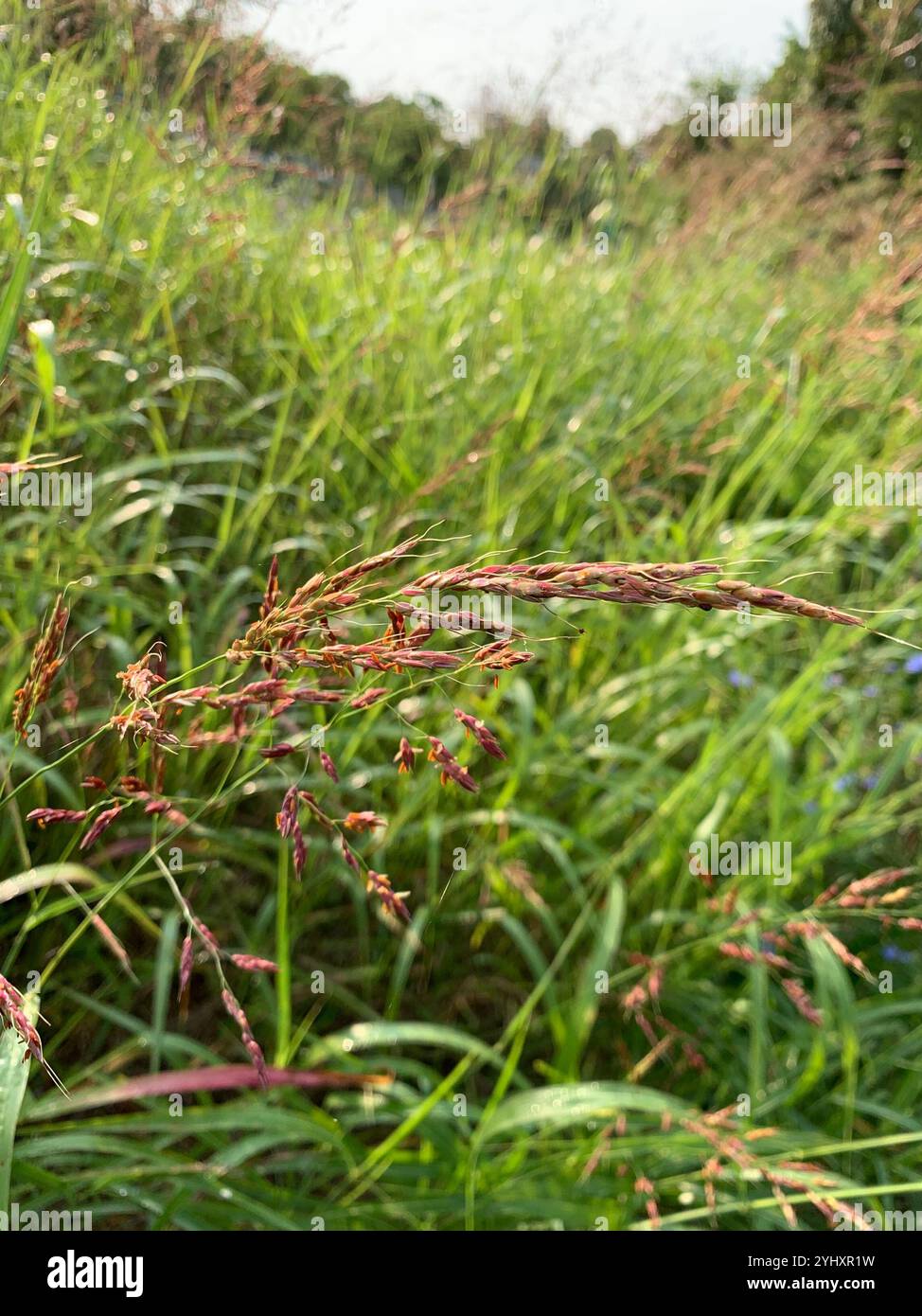 Johnson grass (Sorghum halepense Stock Photo - Alamy