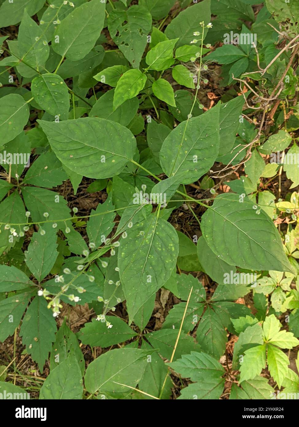 broadleaf enchanter's nightshade (Circaea canadensis Stock Photo - Alamy