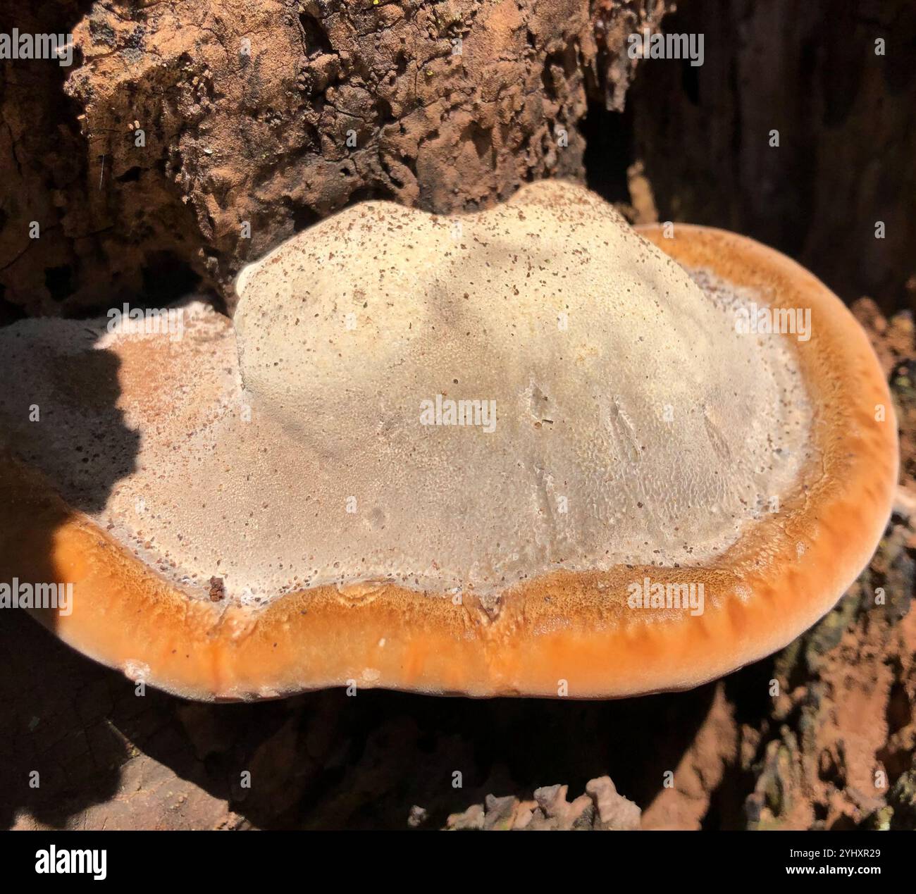 green cheese polypore (Fomitopsis spraguei Stock Photo - Alamy