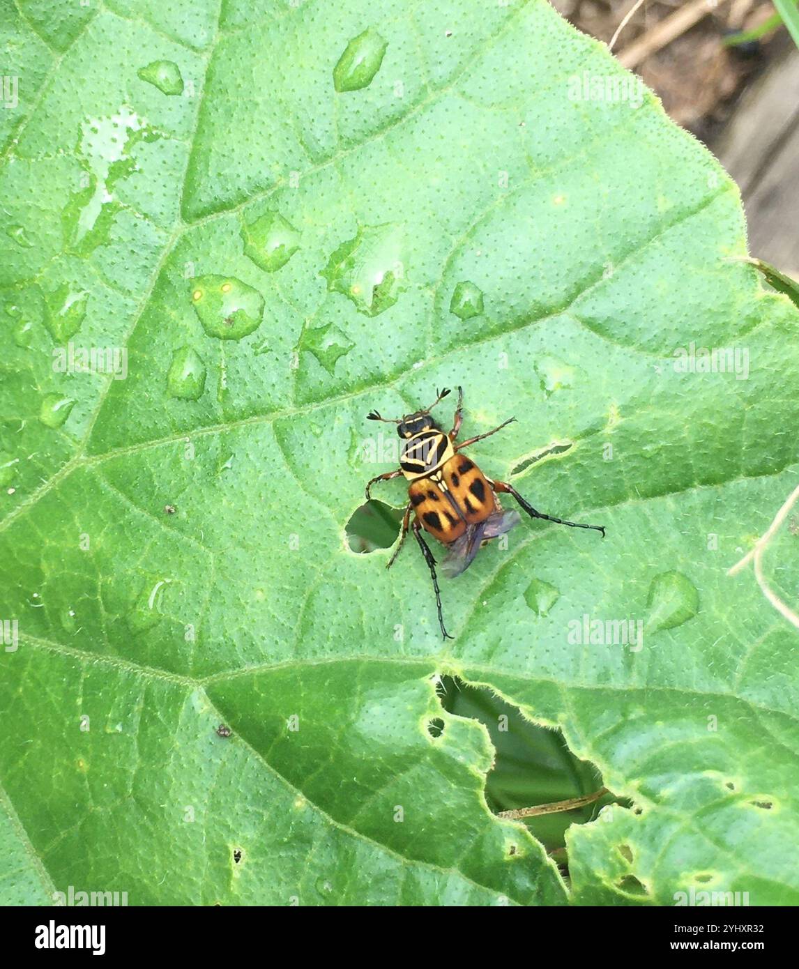 Delta Flower Scarab (Trigonopeltastes delta Stock Photo - Alamy