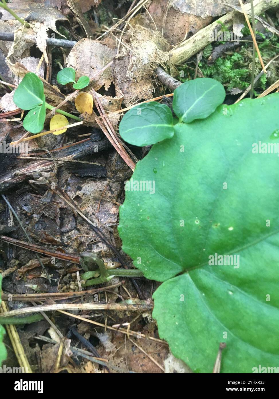 Round-leaved Violet (Viola rotundifolia Stock Photo - Alamy