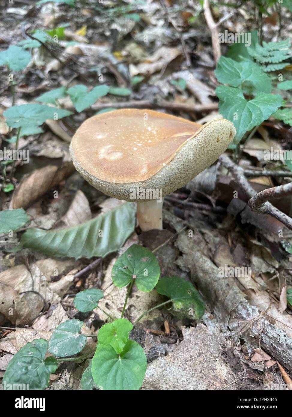 spotted bolete (Xanthoconium affine Stock Photo - Alamy