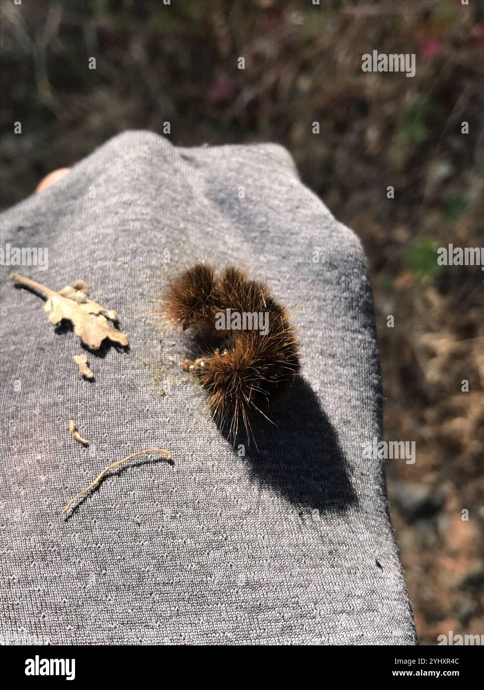 Edwards' Glassy-wing Moth (Pseudohemihyalea edwardsii Stock Photo - Alamy