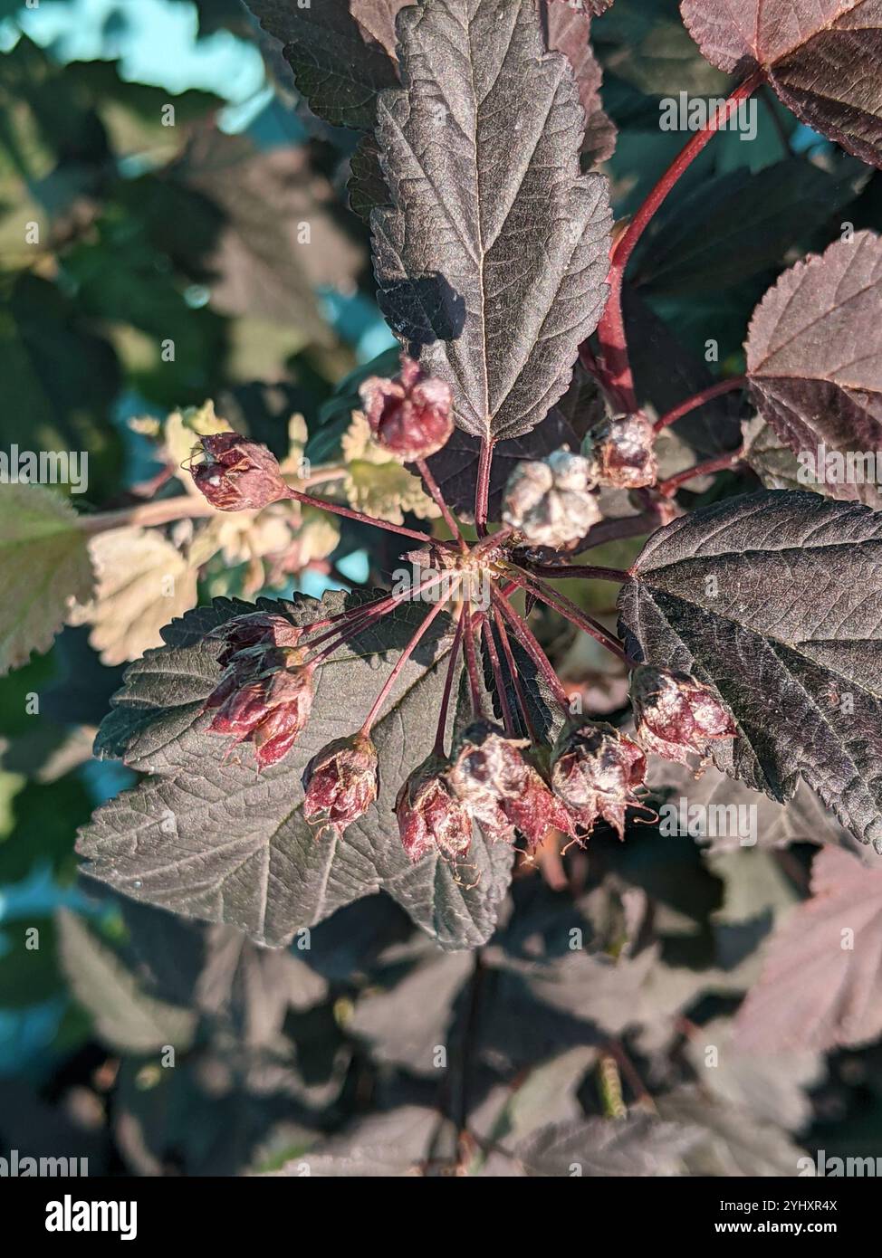 Ninebark Powdery Mildew (Podosphaera physocarpi Stock Photo - Alamy