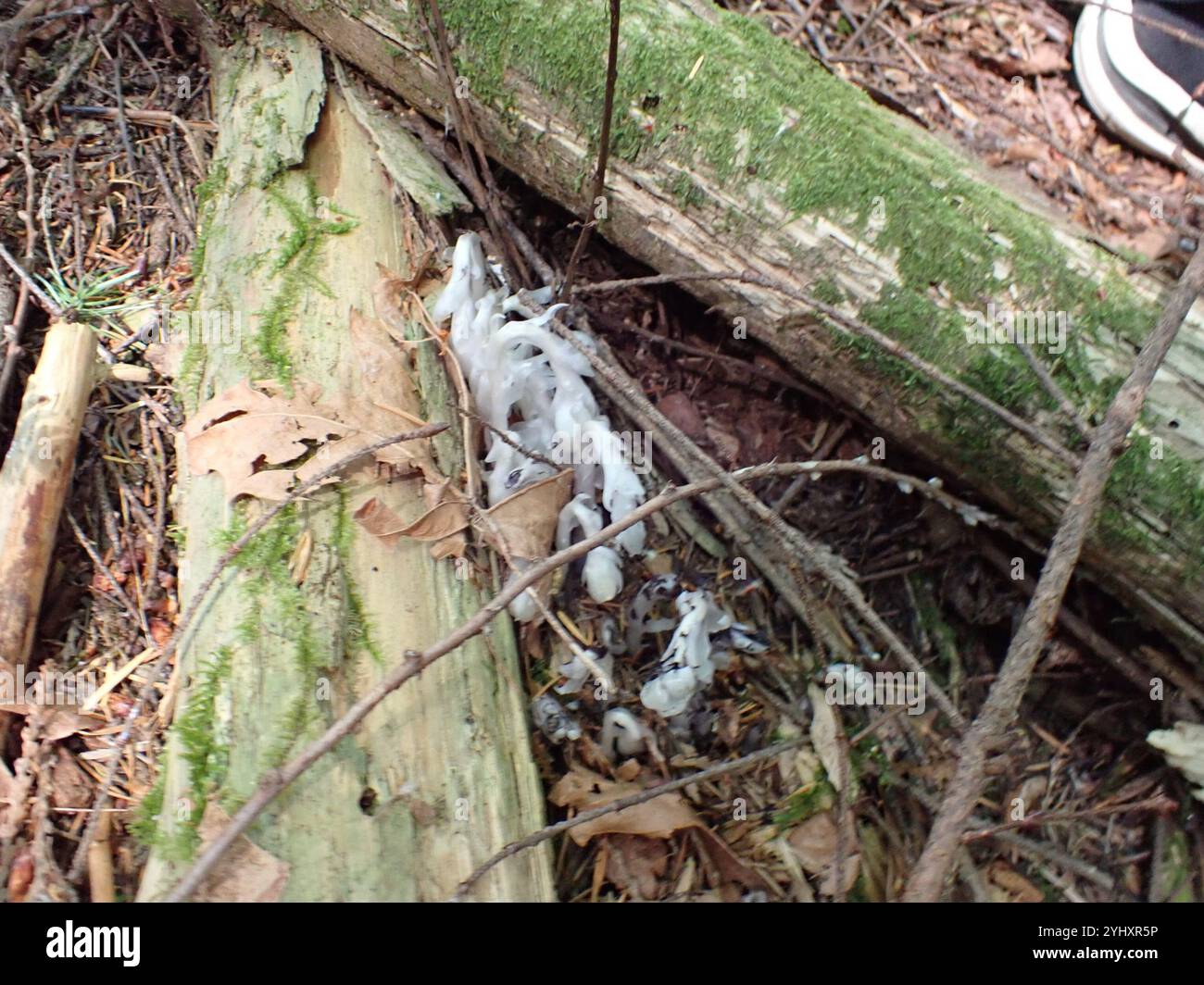 Ghost Pipe (Monotropa uniflora Stock Photo - Alamy