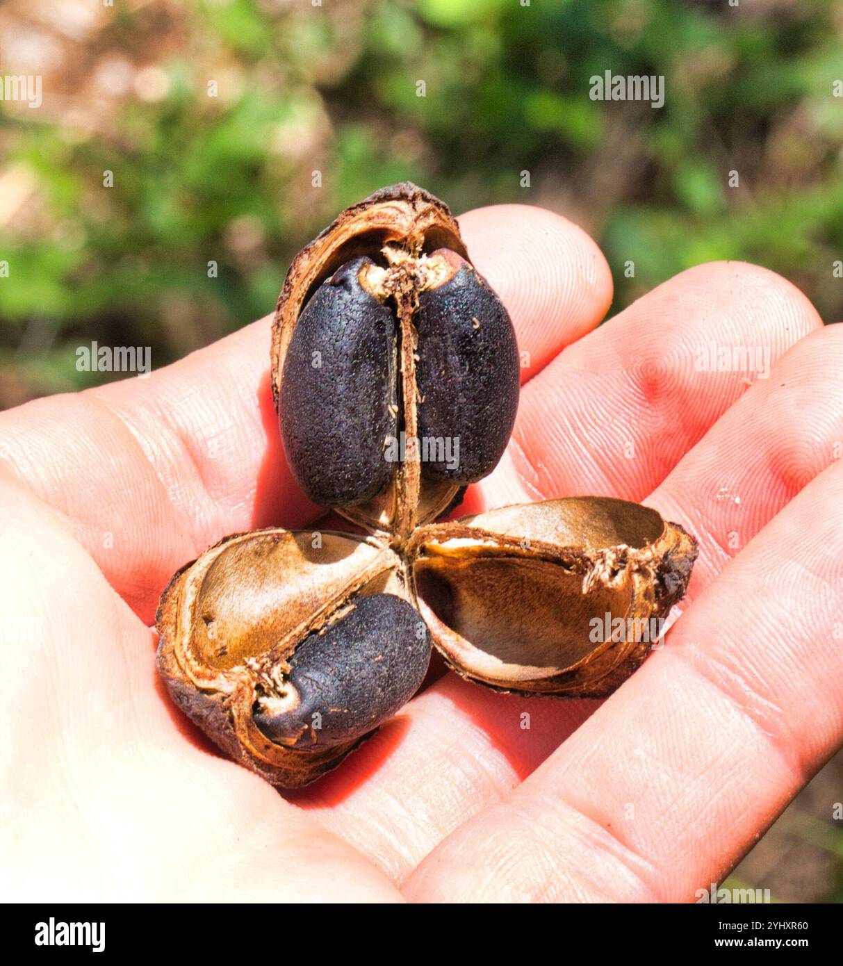 Barbados Nut (Jatropha curcas Stock Photo - Alamy