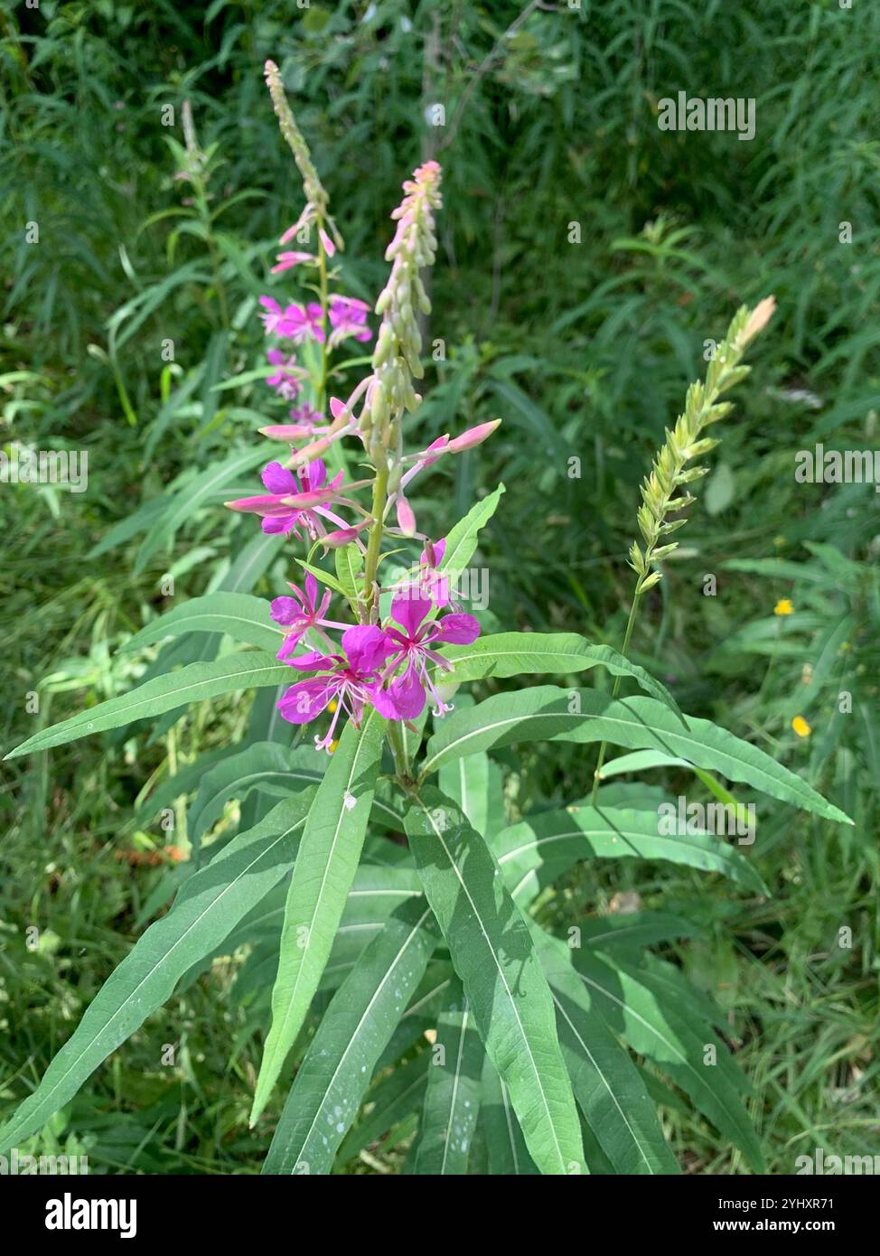 fireweed (Chamaenerion angustifolium Stock Photo - Alamy