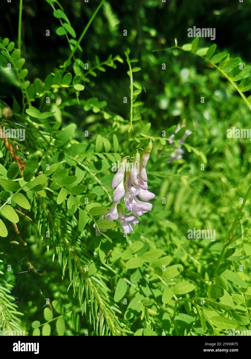 Wood Vetch (Vicia sylvatica Stock Photo - Alamy