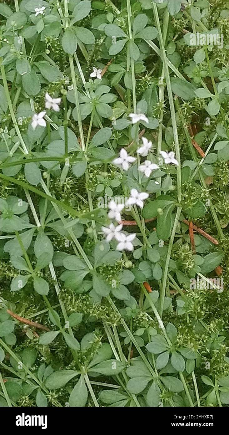 Heath Bedstraw (Galium saxatile Stock Photo - Alamy