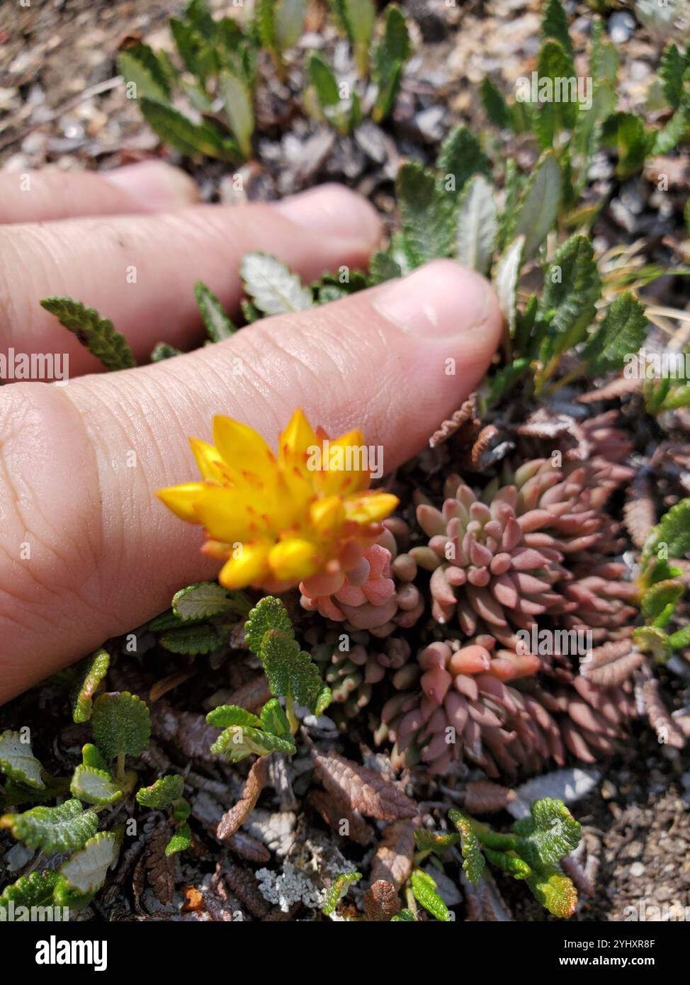 Lanceleaf Stonecrop (Sedum lanceolatum Stock Photo - Alamy