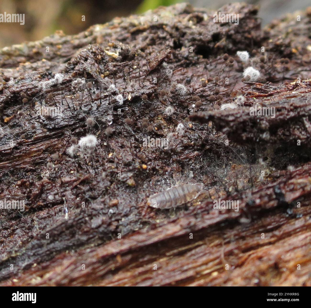 slime molds (Mycetozoa Stock Photo - Alamy