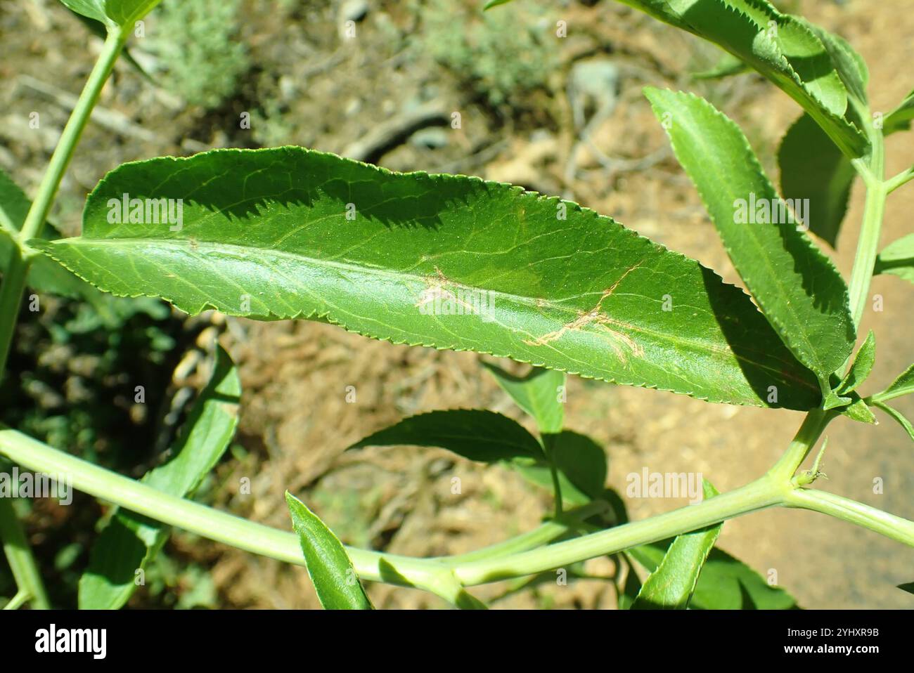 blue elder (Sambucus cerulea Stock Photo - Alamy