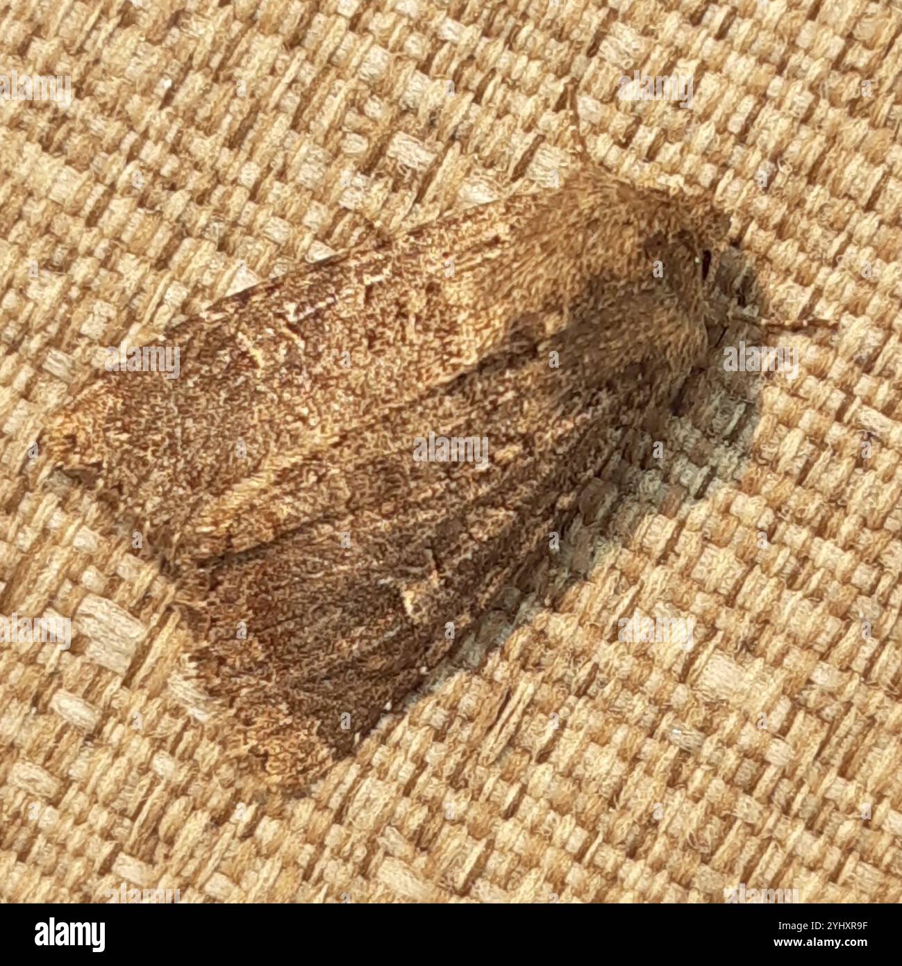 Glassy Cutworm Moth (Apamea devastator Stock Photo - Alamy